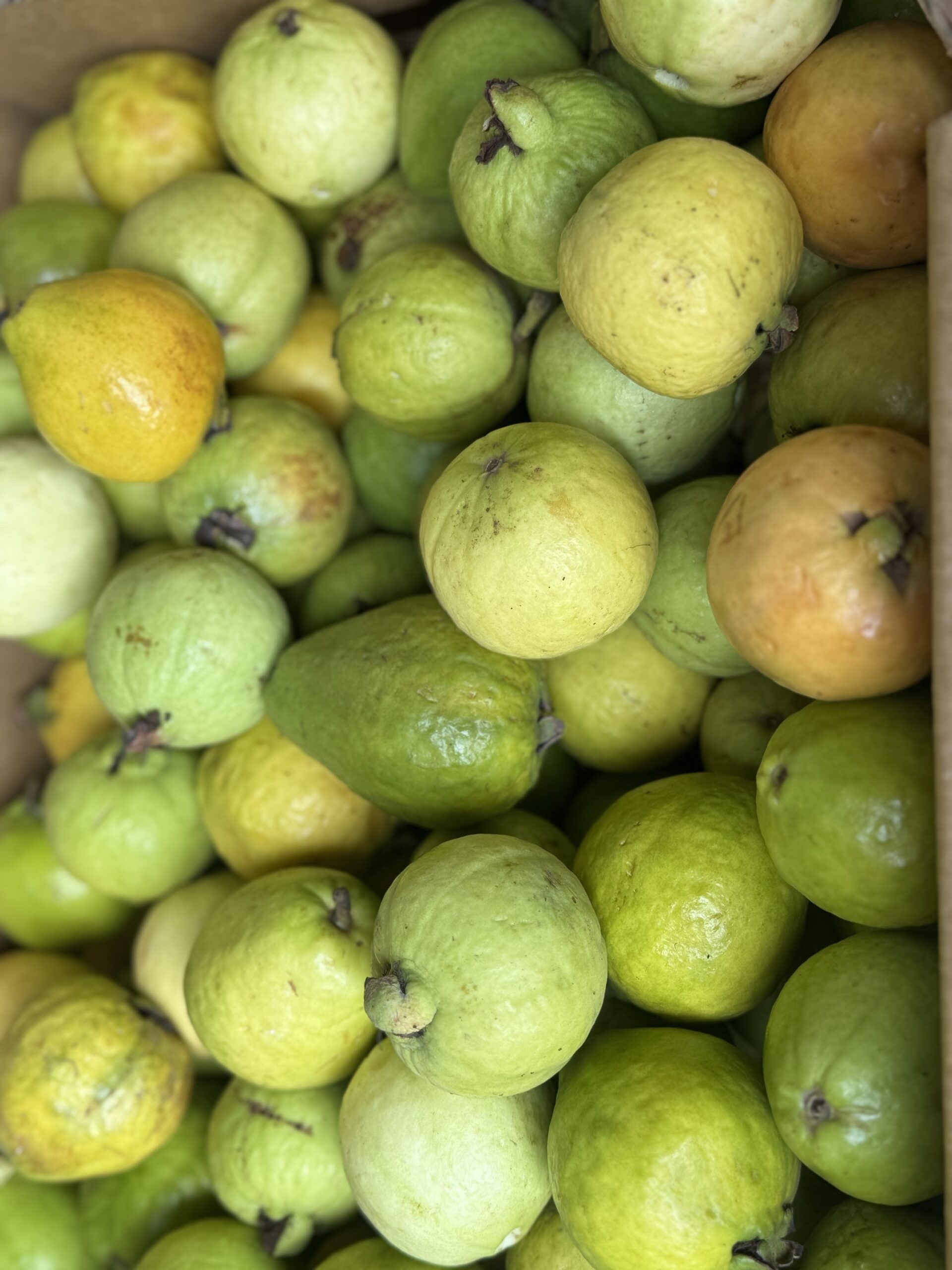 Mix colored guavas ($6 Per Lb) – Alondra's Produce